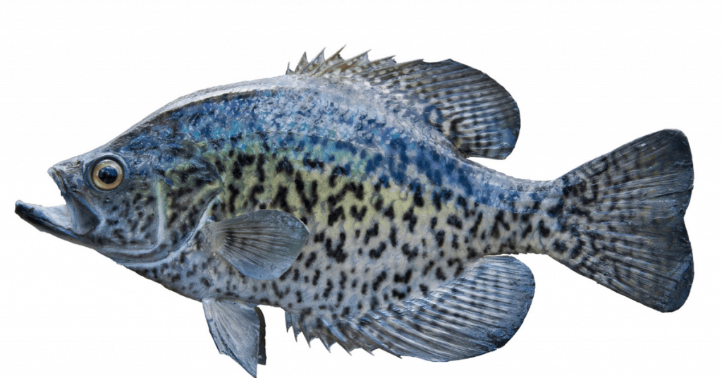 Crappie Fishing: Tips, Gear and Where To Go