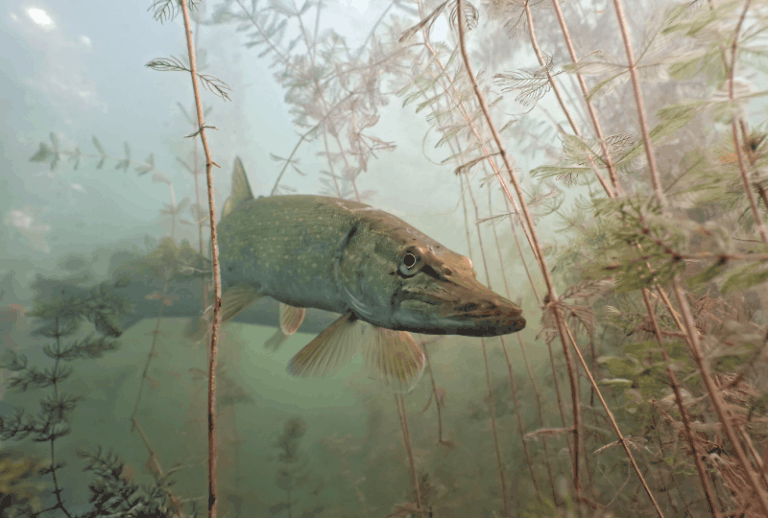 Northern Pike Teeth: Facts and Pictures Plus How to Handle