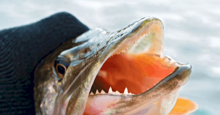 Northern Pike Teeth: Facts and Pictures Plus How to Handle