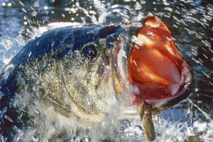 Bass Jumping Out of Water: What Does It Mean & How to Catch Them