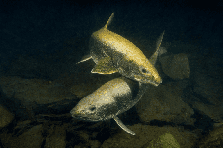 World Record Lake Trout: The Biggest Ever Caught [2026]