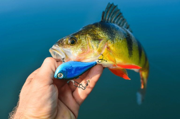 Best Lipless Crankbaits Reviewed: Our Best 10 Picks 2025