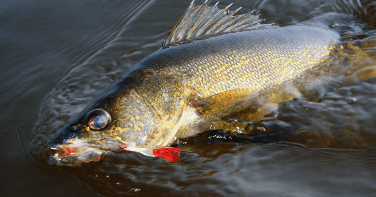 Bottom Bouncer Rig for Walleye: Set Up Guide + How to Fish