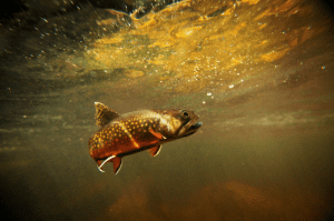 Splake vs Lake Trout: Key Differences Explained