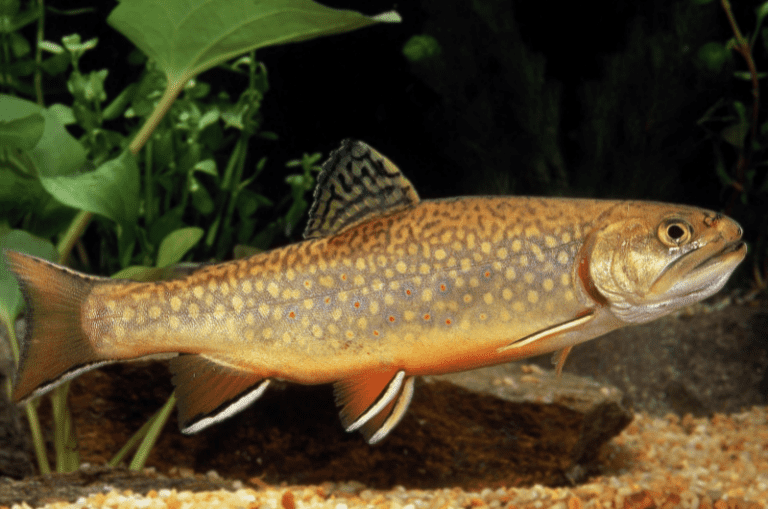 The Best Trout Fishing in Arizona 2025: 14 Top Rivers and Lakes