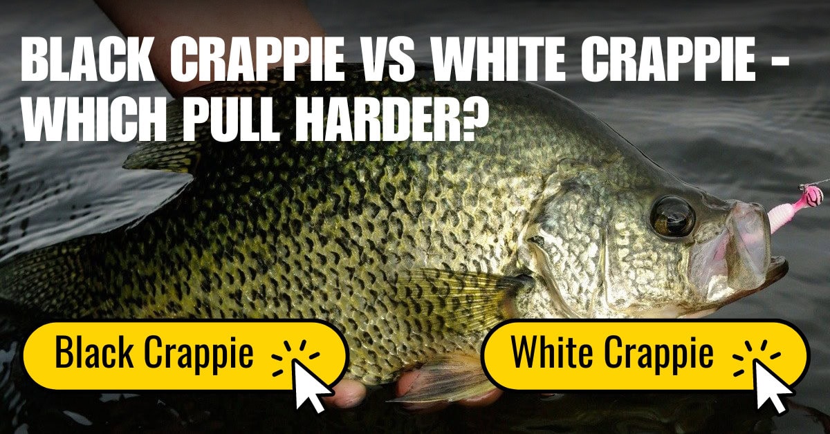 Black Vs White Crappie: Key Differences Explained