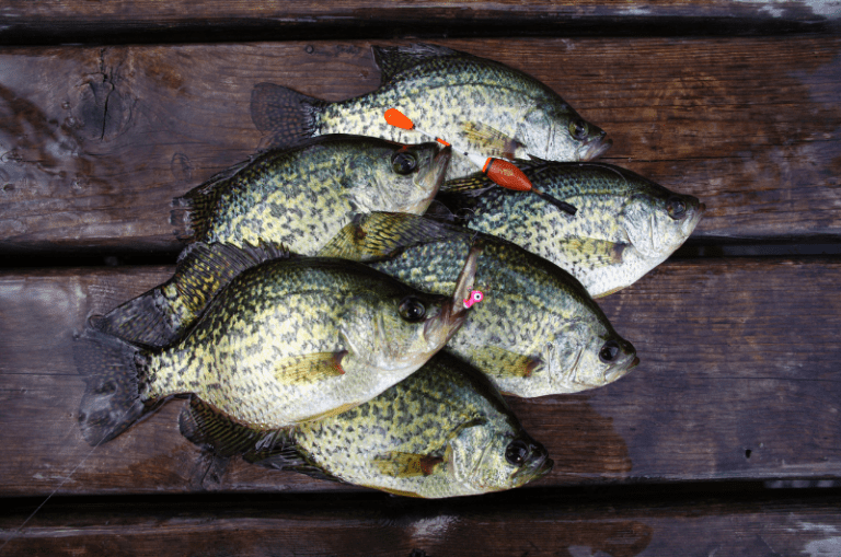 Crappie Fishing: Tips, Gear and Where To Go
