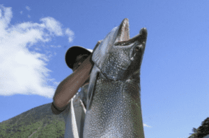 Japanese Trout: A Guide to the Key Types