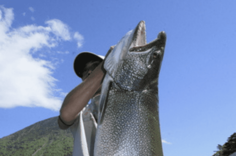 Japanese Trout: A Guide to the Key Types