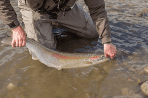 How to Fish for Steelhead: Fly & Lure Techniques Explained