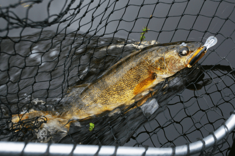 Walleye Trolling Speed: Secrets to Success