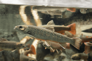 Japanese Trout: A Guide to the Key Types
