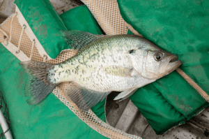 The 10 Best Lures for Panfish: Baits for Bluegill, Crappie and More