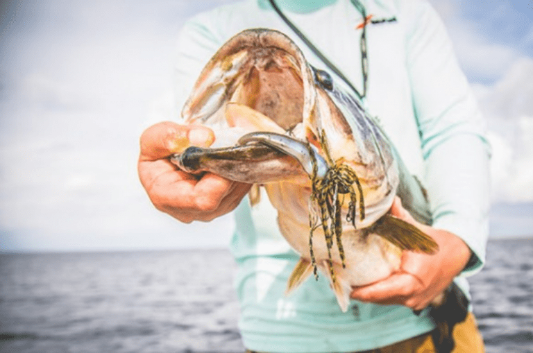 Best Jig Trailers for Catching Big Bass