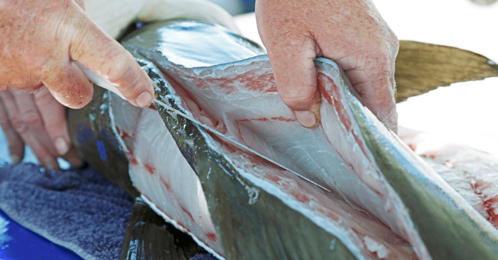 Are Cobia Good to Eat? They Are Better Than Most Fish!