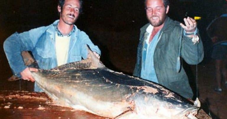 World Record Cobia: A 135lb Monster!