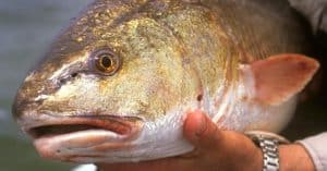 World Record Redfish: State and National Records