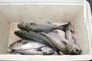 Bag Limit vs Possession Limit: Key Differences Explained