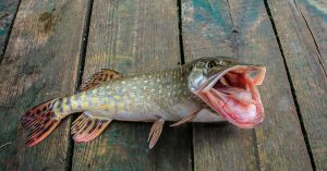 When do Northern Pike Spawn? Time, Season and Locations
