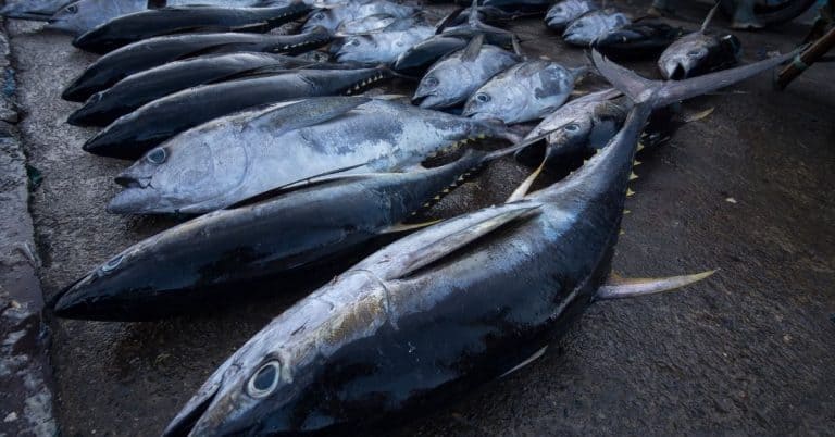 Ikejimi: A Humane Way To Kill Fish For Eating