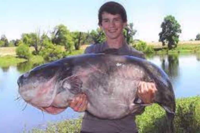 World Record Catfish: Giant Wels Cat the Biggest Ever Caught