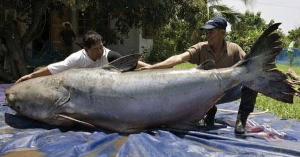 World Record Catfish: The Largest Ever Caught