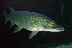 Are Muskie Good to Eat? And Is It Recommended?