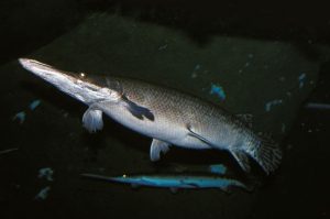 Current World Record Alligator Gar: 327lb Mississippi MONSTER