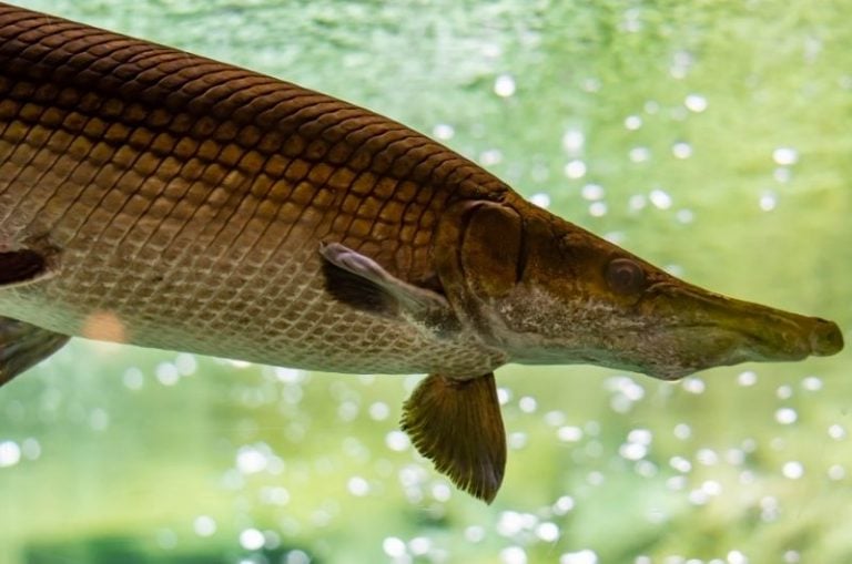 How to Catch Alligator Gar: 7 Top Tips