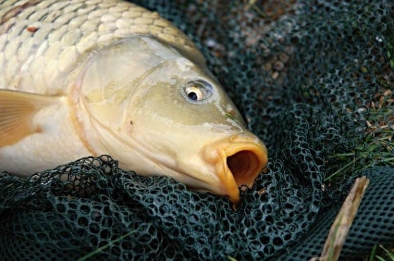 Bottom Feeders List (+pictures): Salt and Freshwater Fish