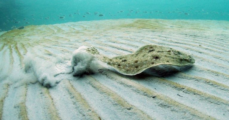Flounder Fish: What are They and How To Catch Them