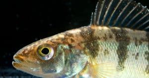 How to Catch Yellow Perch: Top Tips for Bait & Lure Anglers