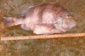 World Record Sheepshead: Louisiana's Man's Monster