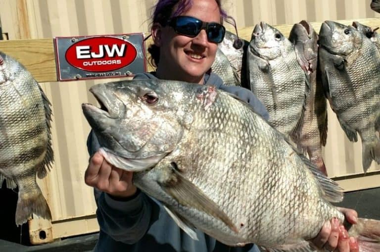 World Record Sheepshead: Louisiana's Man's Monster