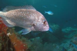 Bottom Feeders List (+pictures): Salt and Freshwater Fish