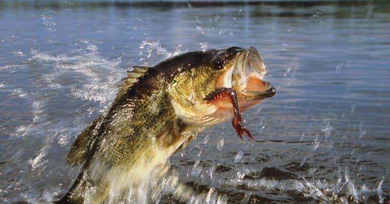What is Considered a Trophy Bass? Largemouth and Smallmouth