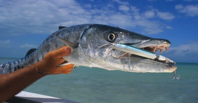 World Record Barracuda: Biggest Ever Caught