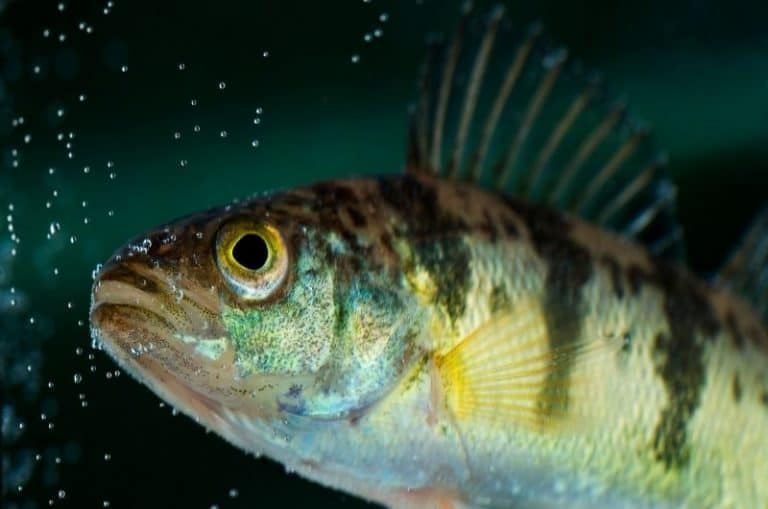 How to Catch Yellow Perch: Top Tips for Bait & Lure Anglers