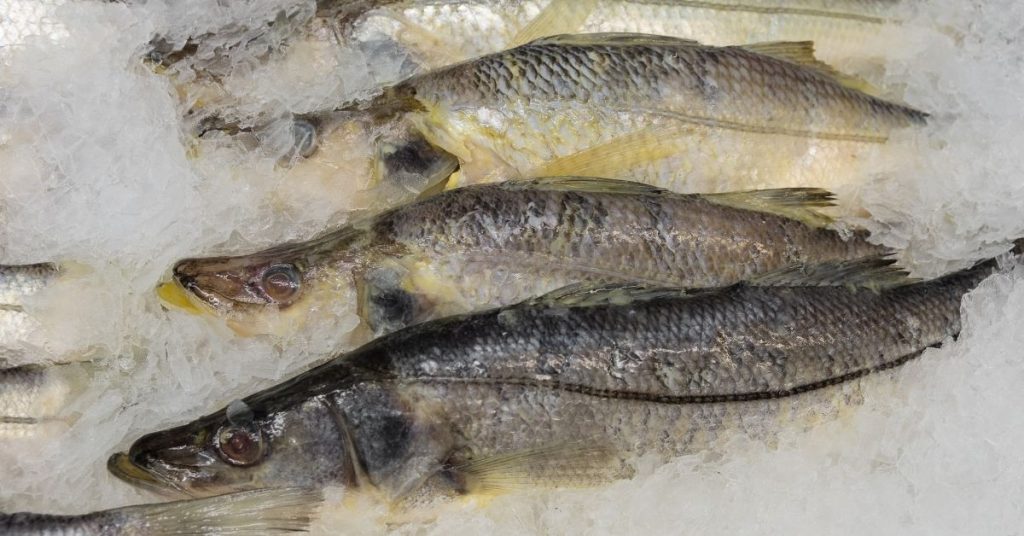 Are Snook Good to Eat?