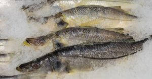 Are Snook Good to Eat?