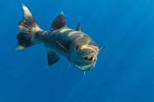 Barracuda Teeth: Sharp and Dangerous (Facts and Pictures)