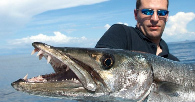 Barracuda Teeth: Sharp and Dangerous (Facts and Pictures)