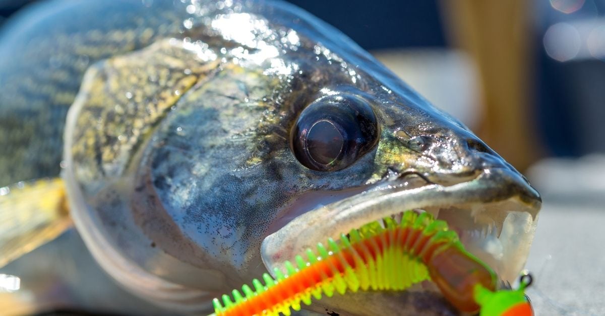 The Bottom Bouncer Rig for Walleye: Instructions