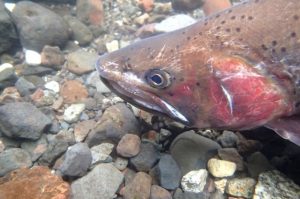 The Cutbow Trout: A Rainbow Trout and Cutthroat Trout Hybrid