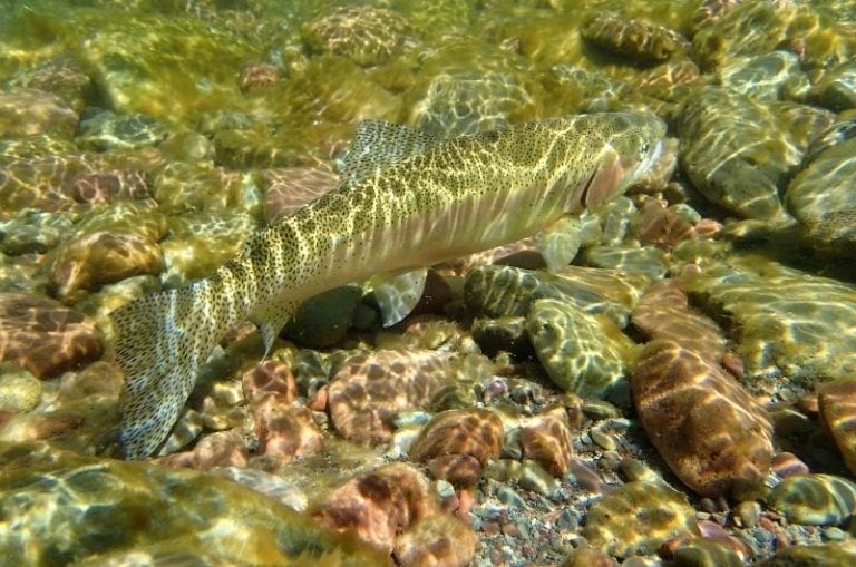 The Cutbow Trout: A Rainbow Trout and Cutthroat Trout Hybrid