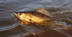 Walleye Trolling Speed: Secrets to Success