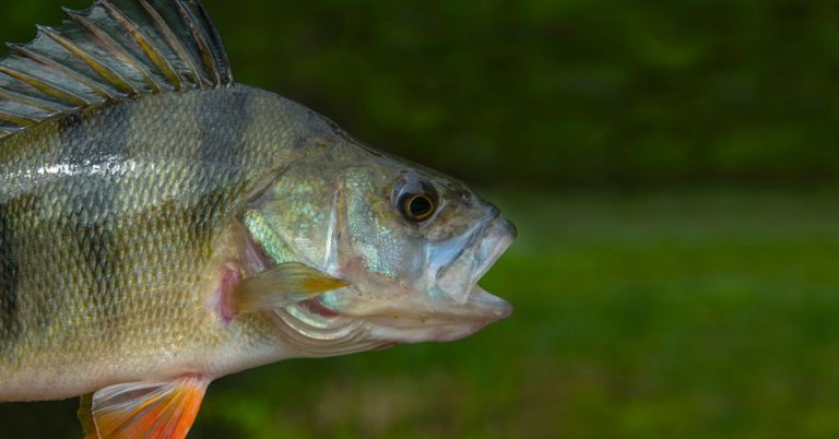 The Best Perch Rigs: 7 Great Set-Ups to Boost Your Catch