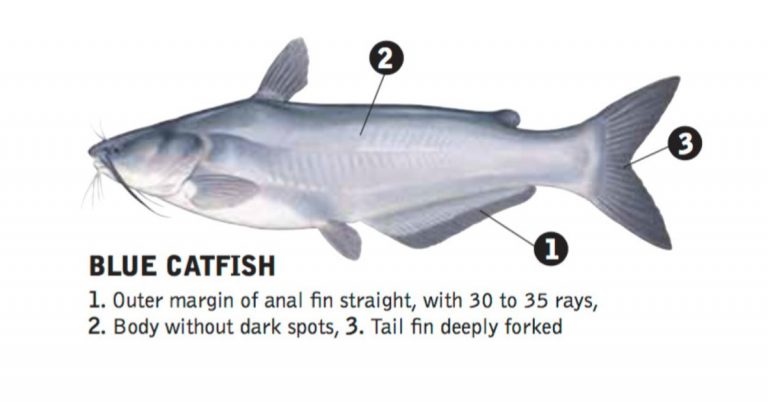 Blue Catfish vs Channel Catfish