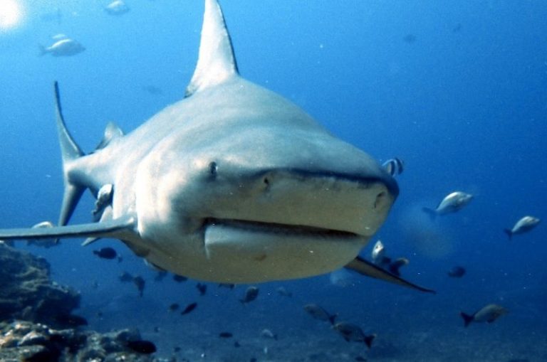 The 14 Most Scary Fish in The Water