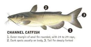 How to Catch Catfish: Expert Tips for All Species
